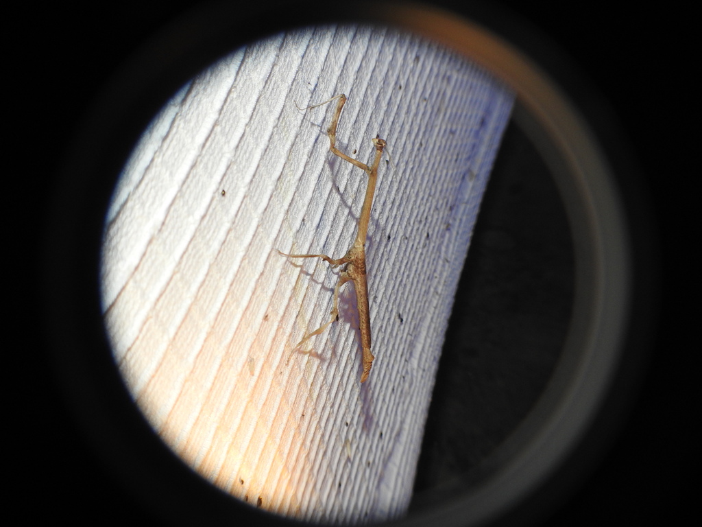 Aethalochroa ashmoliana from Gaviyer, Surat, Gujarat, India on ...