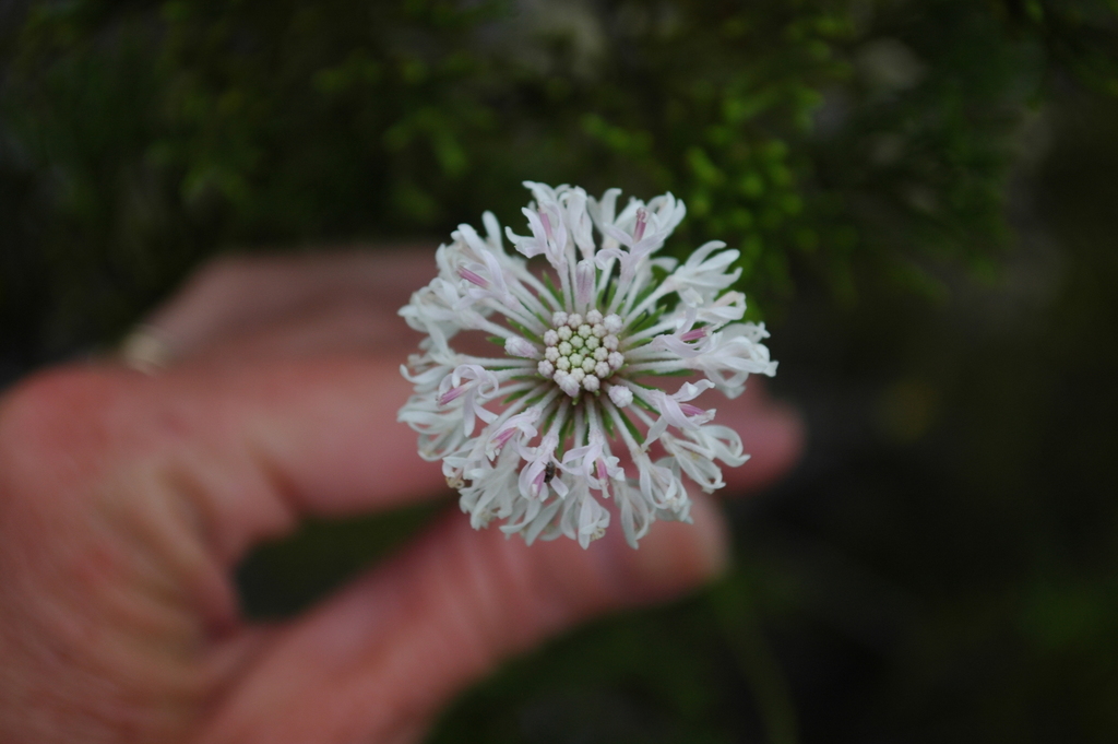 Barbara's buttons (Boerne Area Plants) · iNaturalist