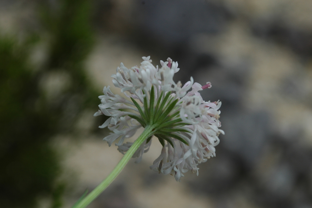 Barbara's buttons (Boerne Area Plants) · iNaturalist