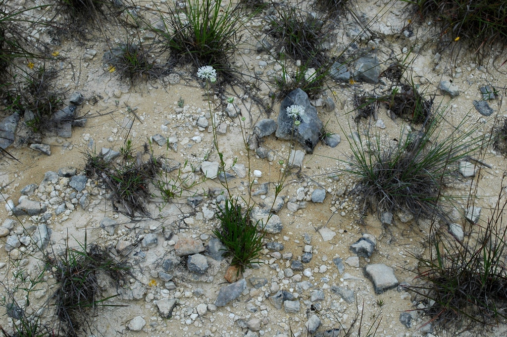 Barbara's buttons (Boerne Area Plants) · iNaturalist