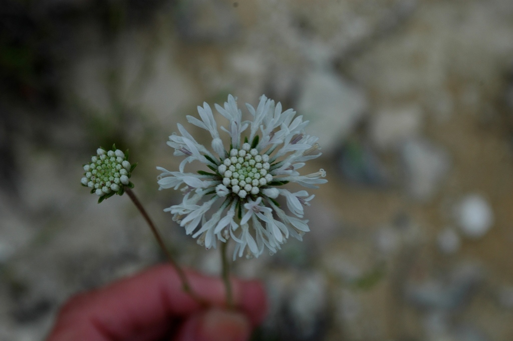 Barbara's buttons (Boerne Area Plants) · iNaturalist