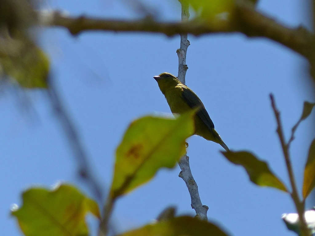 Puerto Rican Euphonia from Parque Ceremonial Indígena de Tibes on April ...