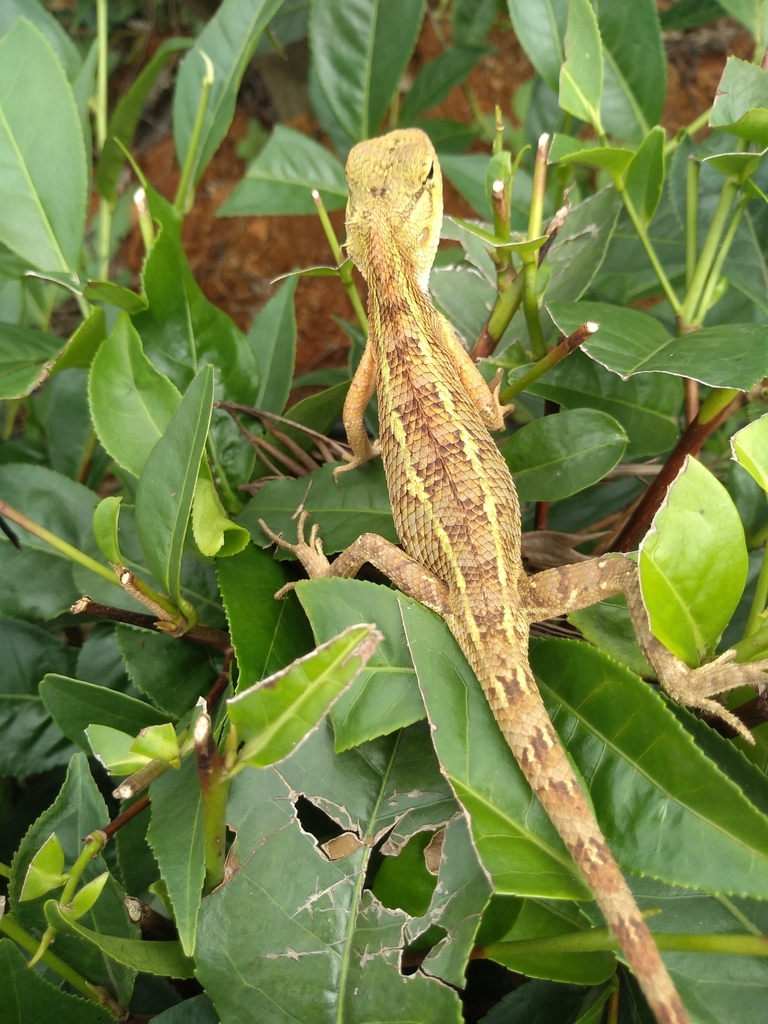 Calotes Versicolor Care Sheet