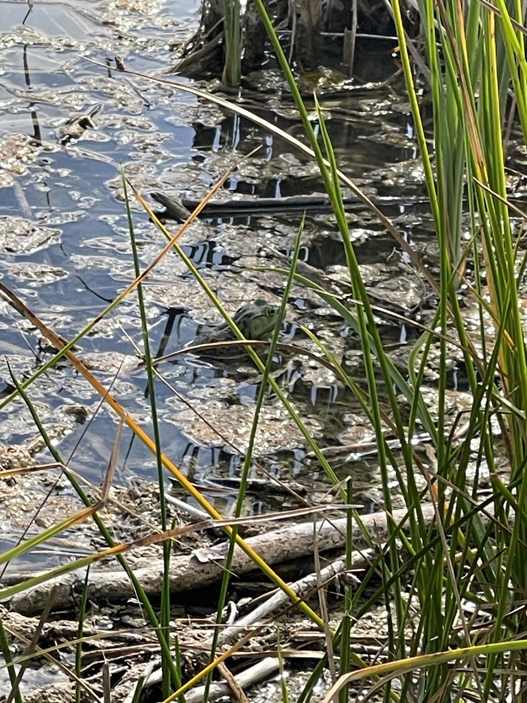 American Bullfrog from Huning Castle, Albuquerque, NM, US on September ...