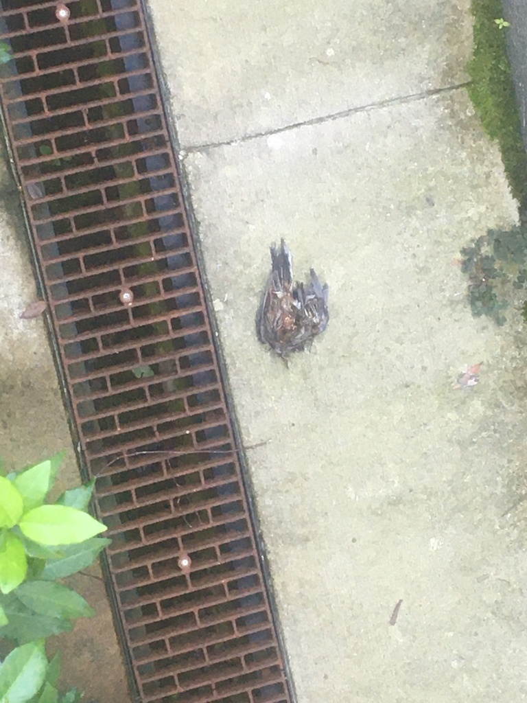 House Sparrow from VCU, Richmond, VA, USA on August 23, 2020 at 10:57 ...