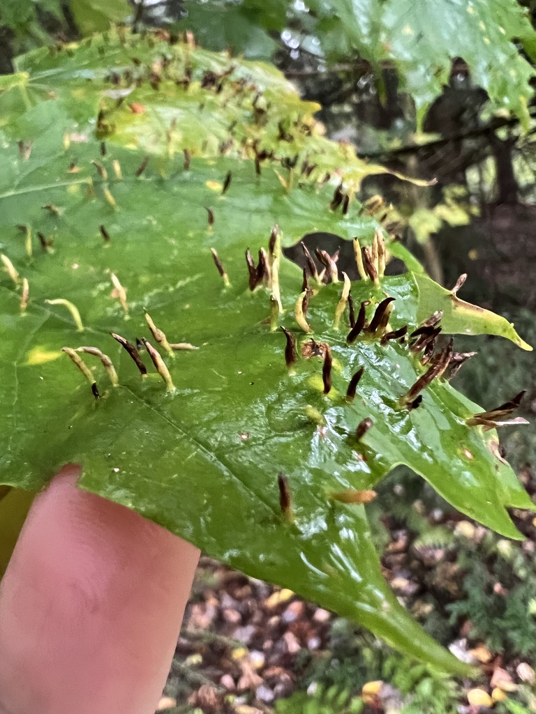 Maple Spindle Gall Mite in September 2024 by Kyle Klotz · iNaturalist