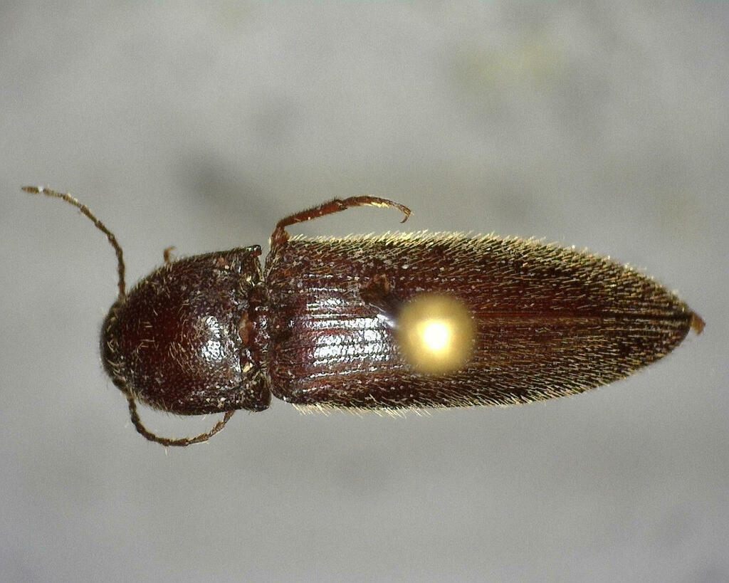 Dipropus simplex from Kimble County, TX, USA on May 2, 2024 at 02:23 PM ...