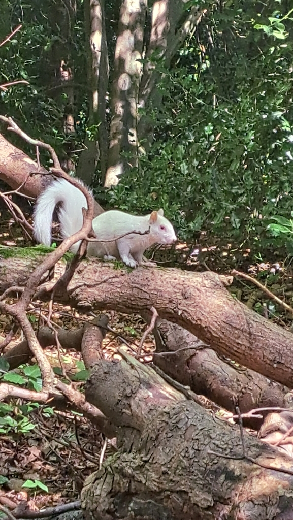 Eastern Gray Squirrel from Reigate RH2, UK on 17 September, 2024 at 11: ...