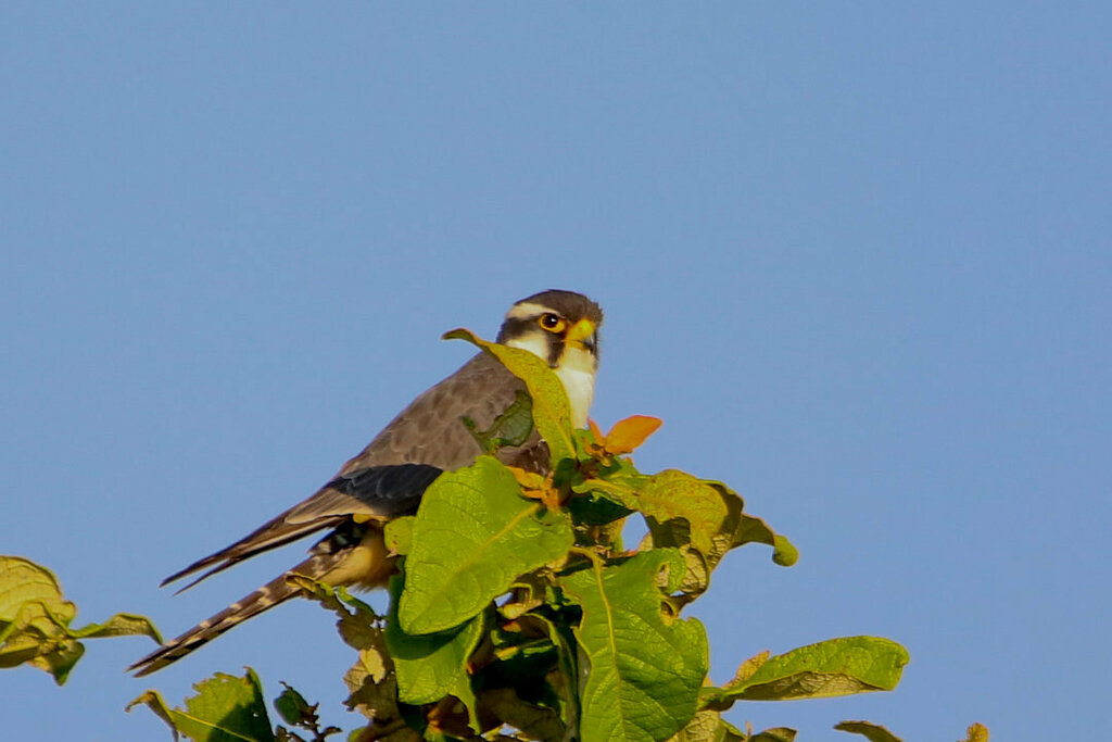 Aplomado Falcon from Chapada dos Guimarães - State of Mato Grosso ...