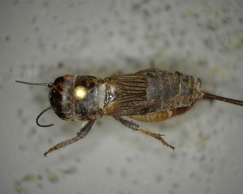 Field Crickets from Kimble County, TX, USA on May 15, 2024 at 02:39 PM ...