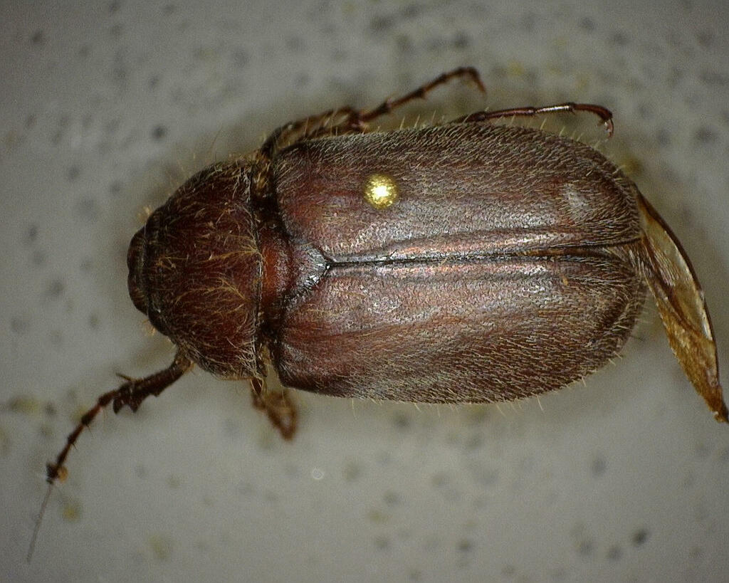 June Beetles from Kimble County, TX, USA on May 15, 2024 at 02:39 PM by ...
