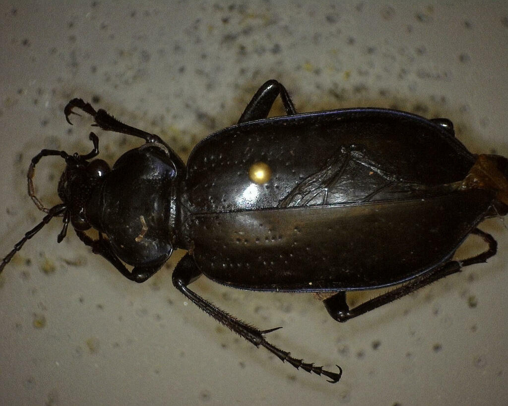 Calosoma macrum from Kimble County, TX, USA on May 15, 2024 at 02:39 PM ...