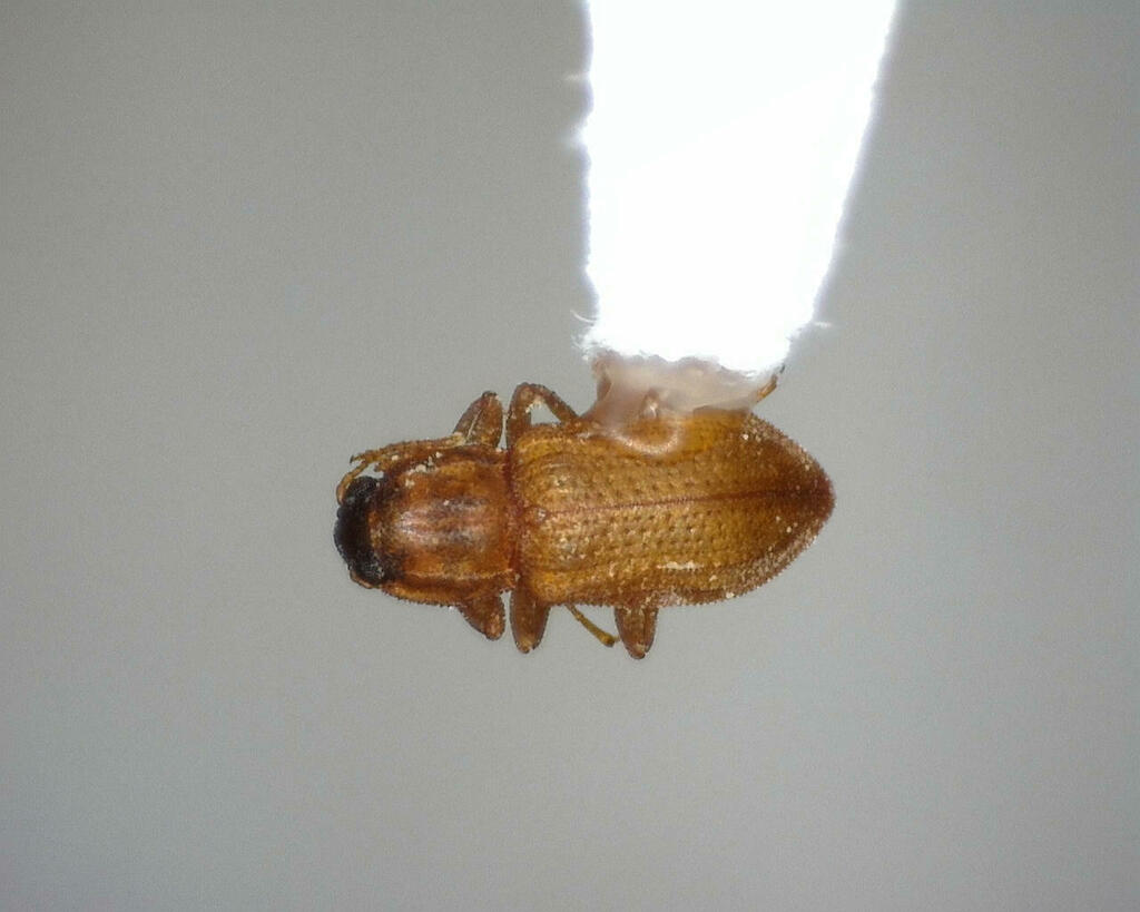 Rusty Riffle Beetle from Kimble County, TX, USA on May 15, 2024 at 03: ...