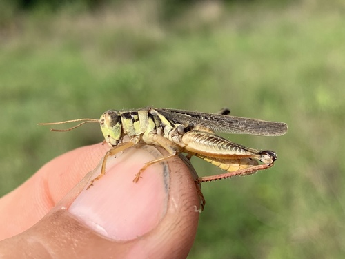 southern redlegged grasshopper (Melanoplus propinquus) · iNaturalist