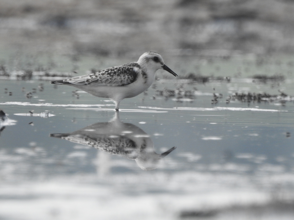 Playero blanco desde Cd. de México, México el 17 de septiembre de 2024 ...