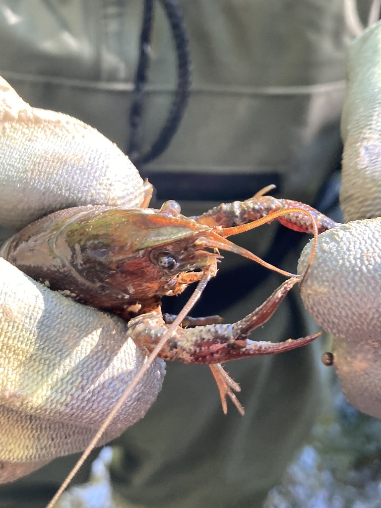 White River Crayfish from Simcoe County, ON, Canada on September 17 ...