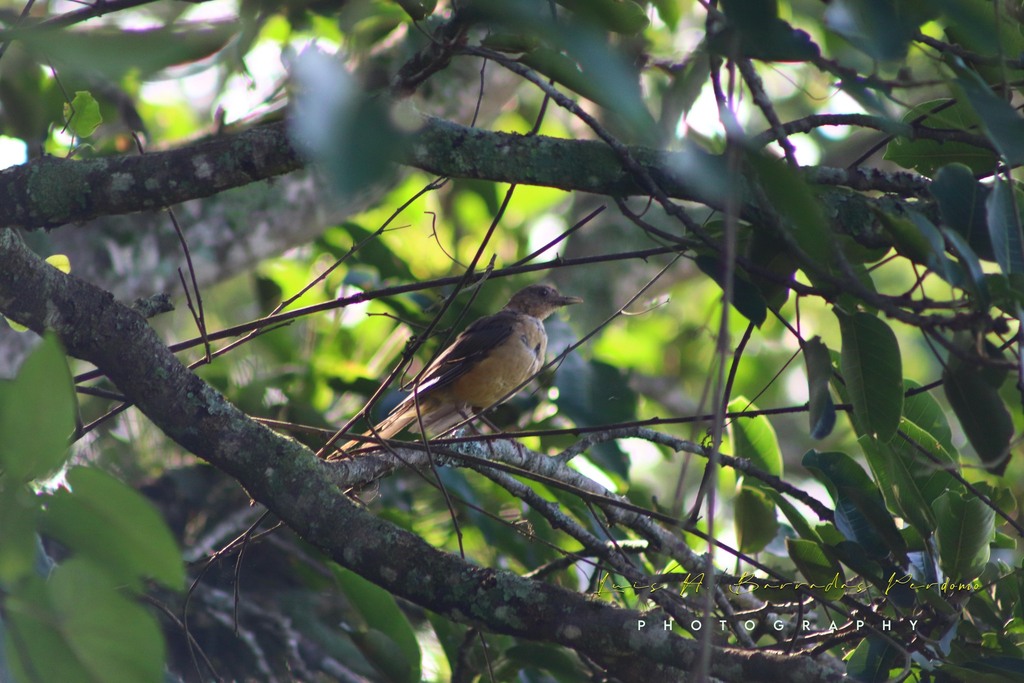 Clay-colored Thrush from Reserva Territorial, Col. Santa Bárbara, Ver ...