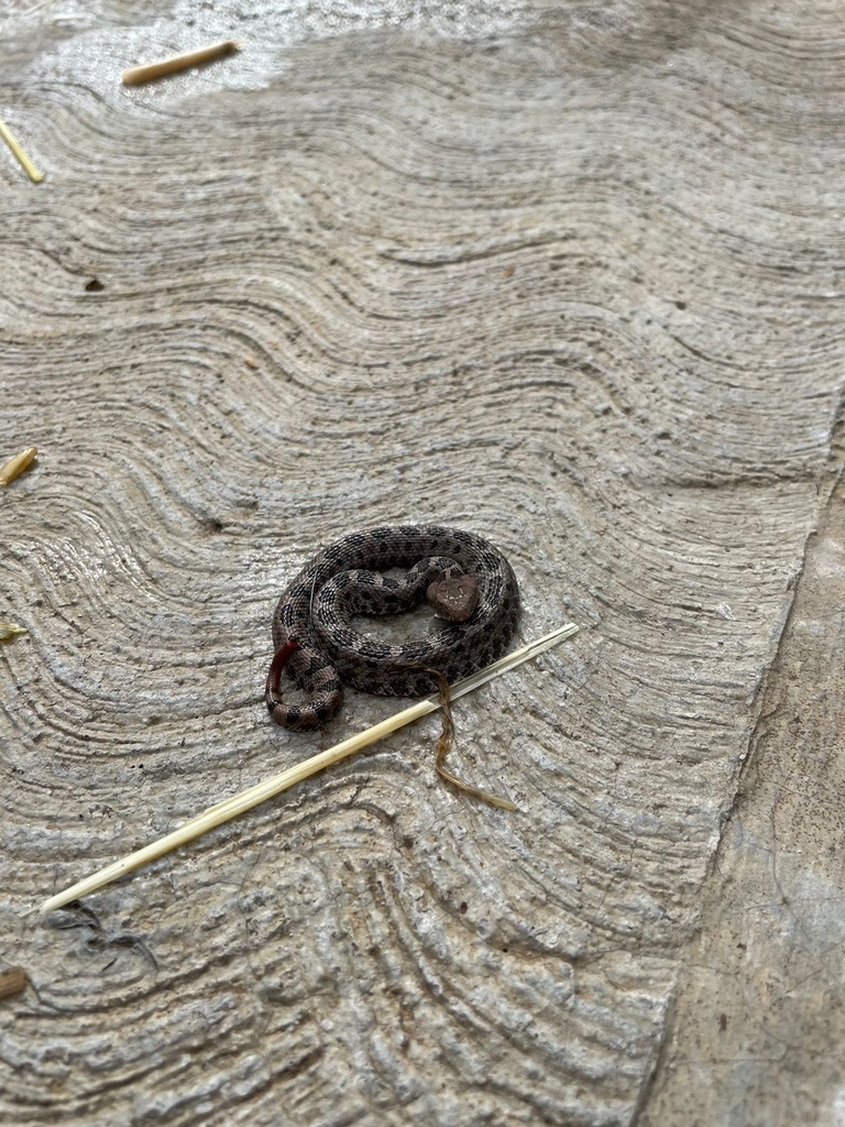 Mexican Pygmy Rattlesnake from Apan, Hgo., MX on August 1, 2023 at 05: ...
