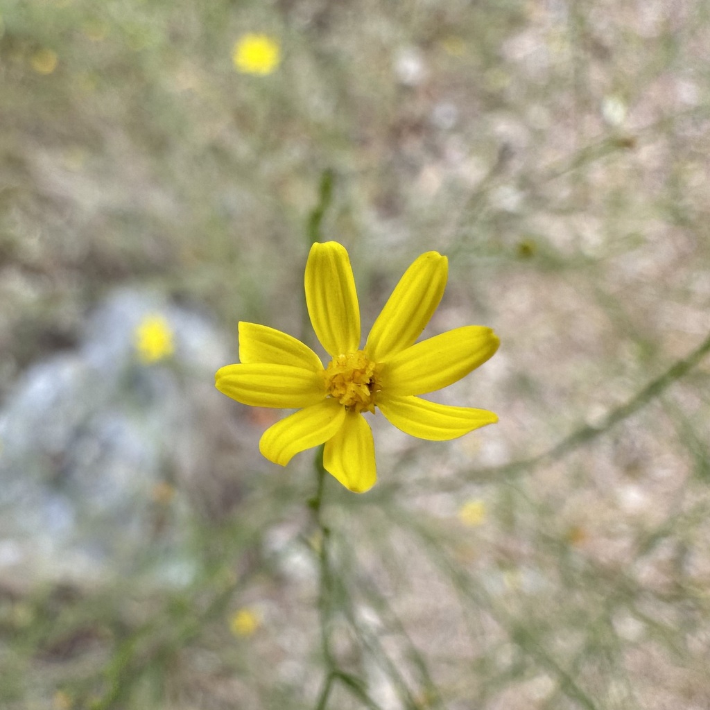 Texas Snakeweed from Circle C South, Austin, TX, USA on September 12 ...
