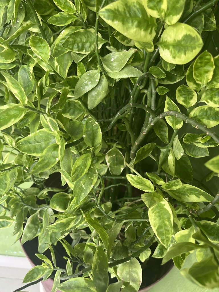 Devil's Backbone from Vía Sabanitas - Portobelo, Puerto Pilón, Colón ...