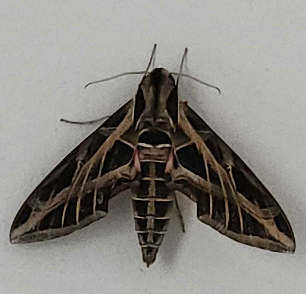 Vine Sphinx from Huatabampo, Sonora, Mexico on September 17, 2024 at 09 ...