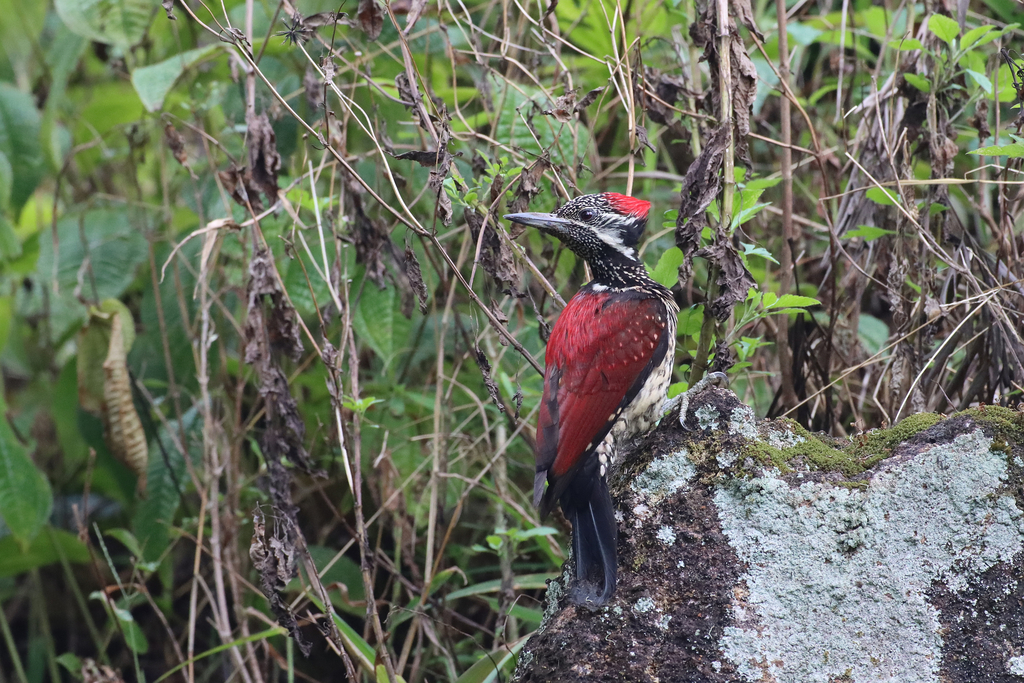 Red-backed Flameback from Ella, Sri Lanka on 27 February, 2024 at 10:22 ...