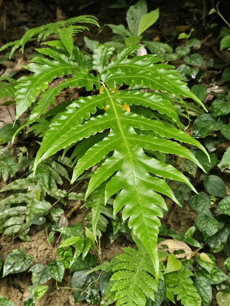 Tectaria multicaudata in September 2024 by 周明煌 · iNaturalist