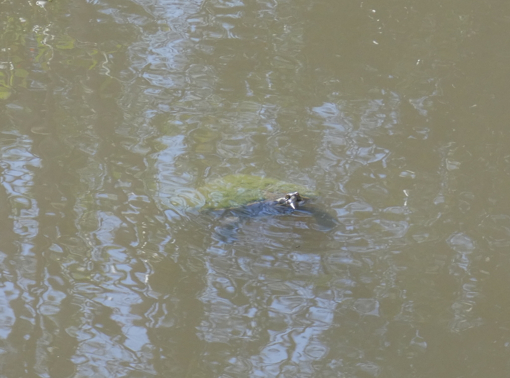 Krefft's River Turtle from Brisbane QLD, Australia on September 17 ...