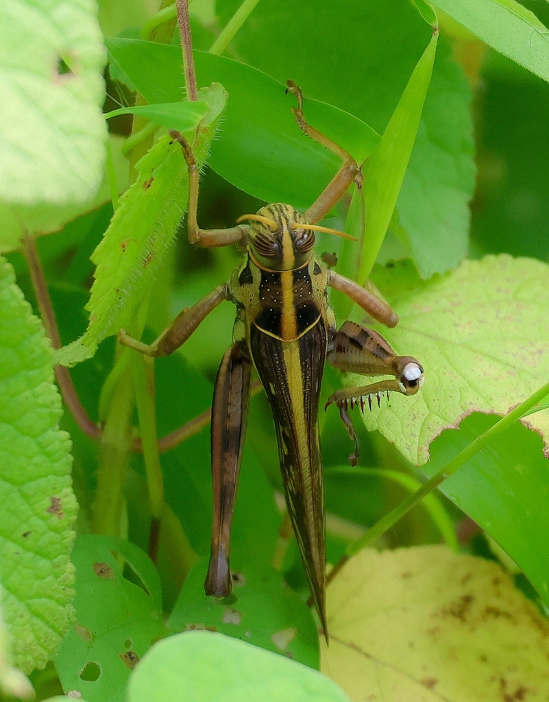 Brown‐spotted Locust from 64H8+57V Mahadev Hills, Kachore Gaon, Kalyan ...