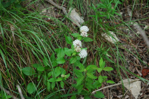 Texas milkweed (Boerne Area Plants) · iNaturalist