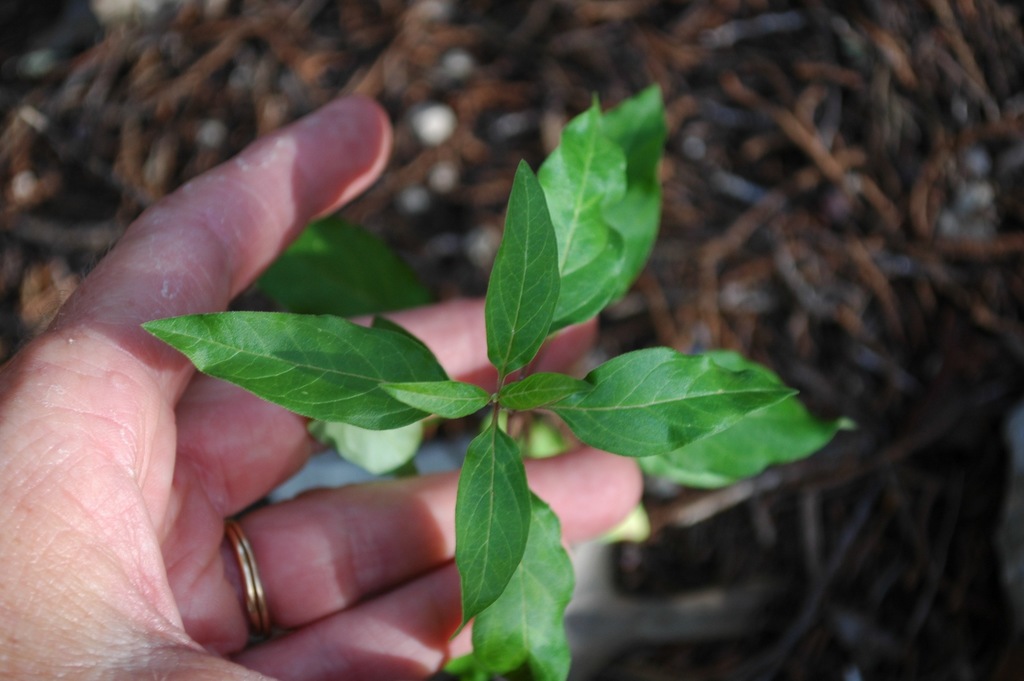 Texas milkweed (Boerne Area Plants) · iNaturalist
