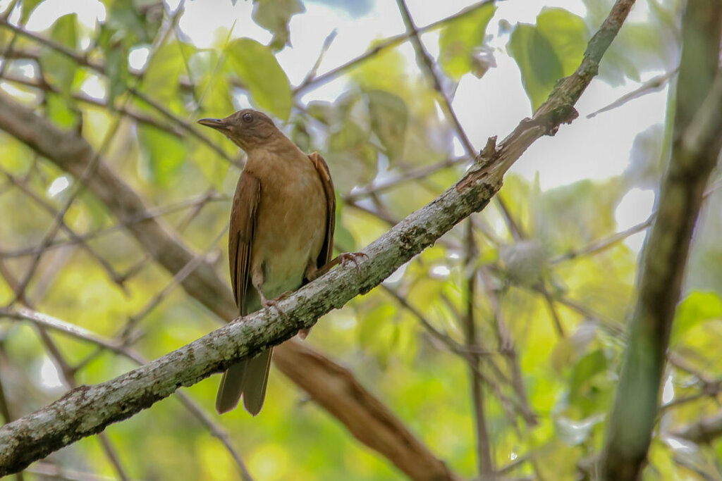 Hauxwell's Thrush from Chapada dos Guimarães - State of Mato Grosso ...