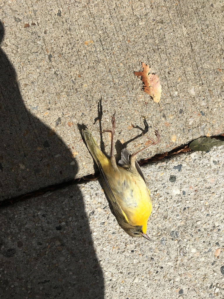 Common Yellowthroat from Carver, Richmond, VA 23220, USA on September ...