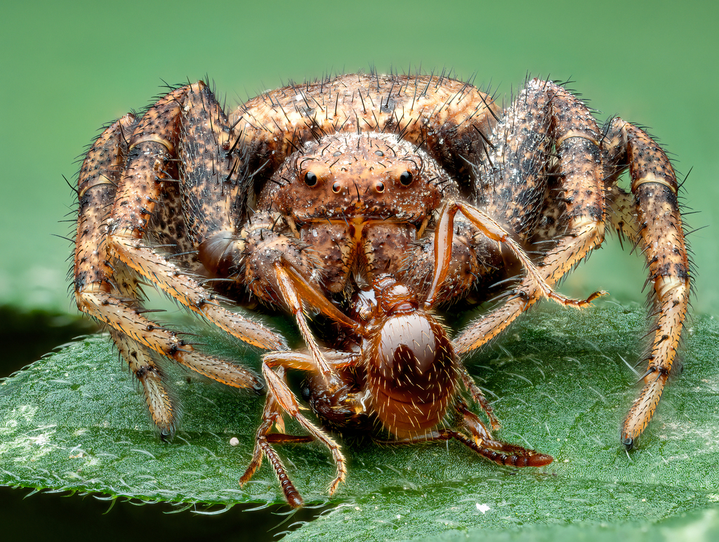 Xysticus luctator in September 2024 by Markus Horrer. Unsure · iNaturalist