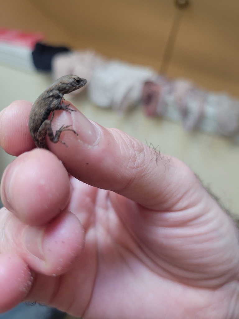 Cuban Brown Anole from Hillsdale, Wilmington, NC 28403, USA on ...