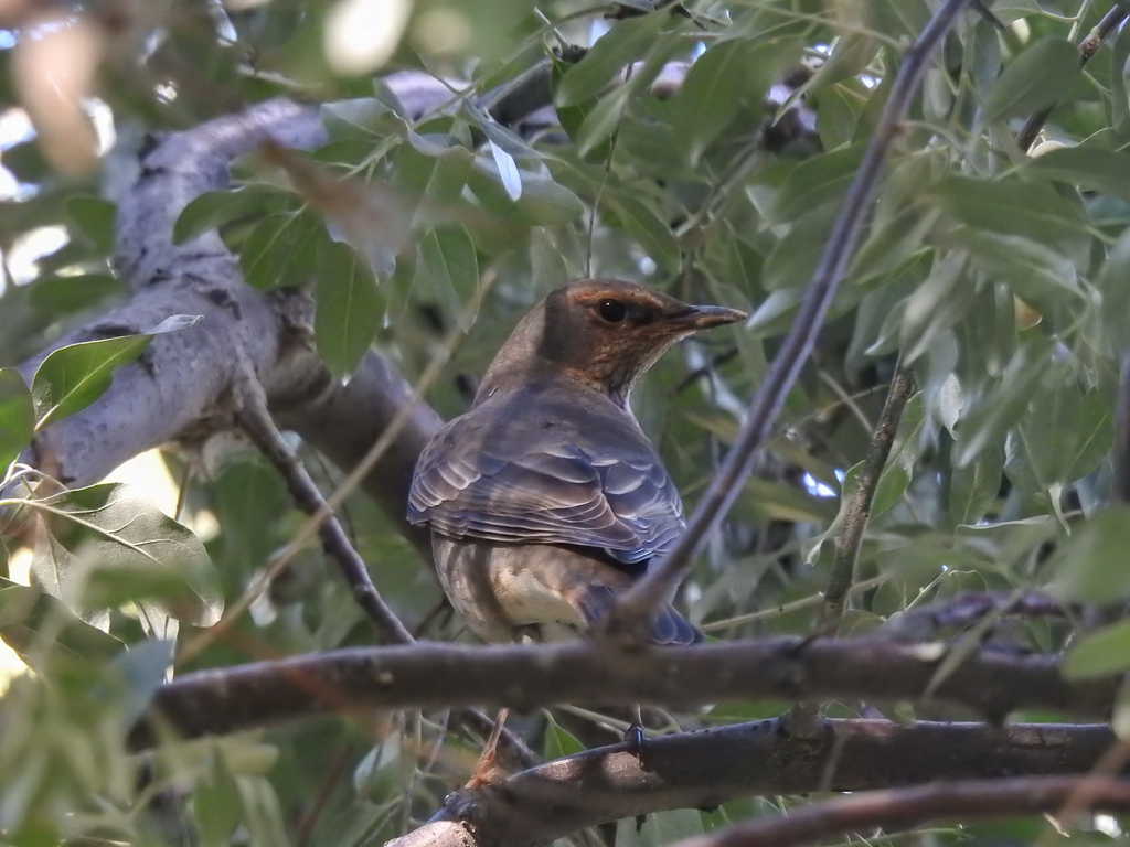 Red-throated Thrush from 中国甘肃省张掖市高台县 on September 17, 2024 at 04:12 PM ...