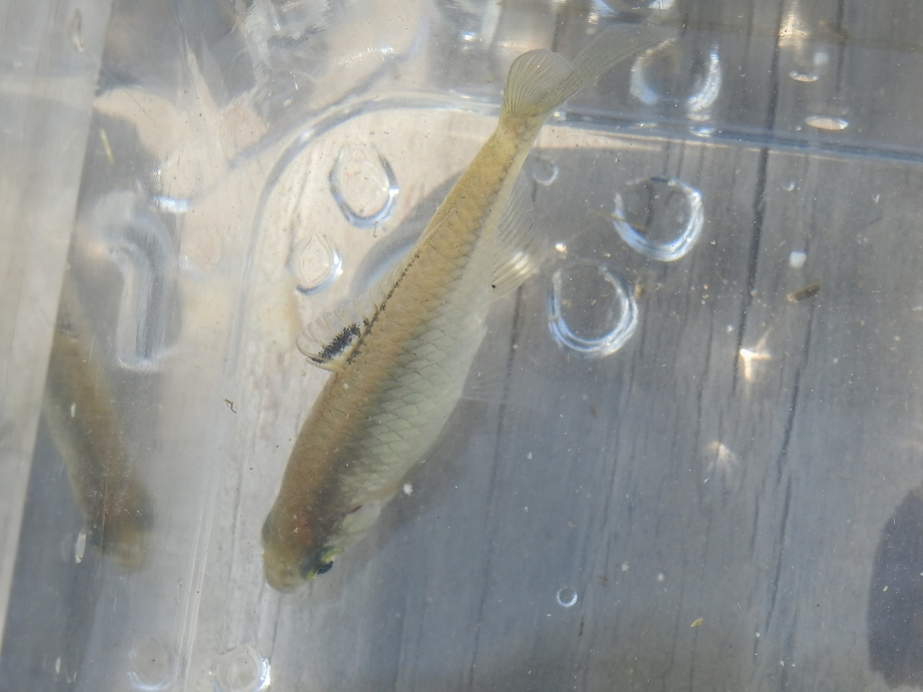 Rosy Bitterling from 中国甘肃省张掖市甘州区 on September 18, 2024 at 10:53 AM by ...