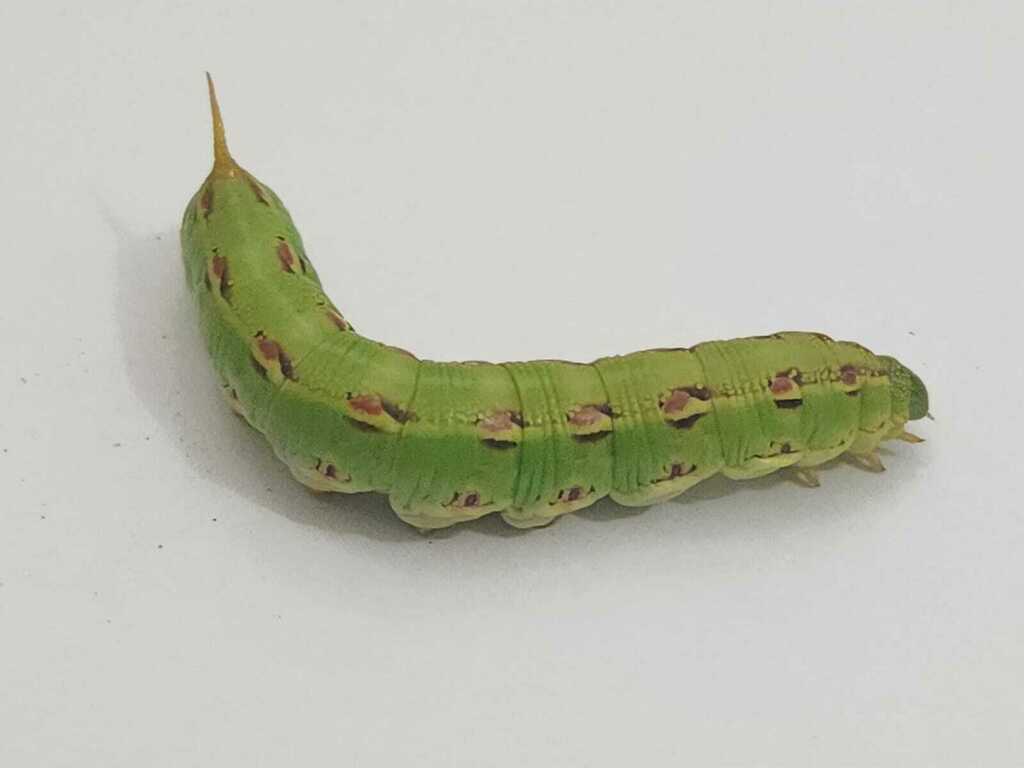 White-lined Sphinx from Huatabampo, Sonora, Mexico on September 18 ...