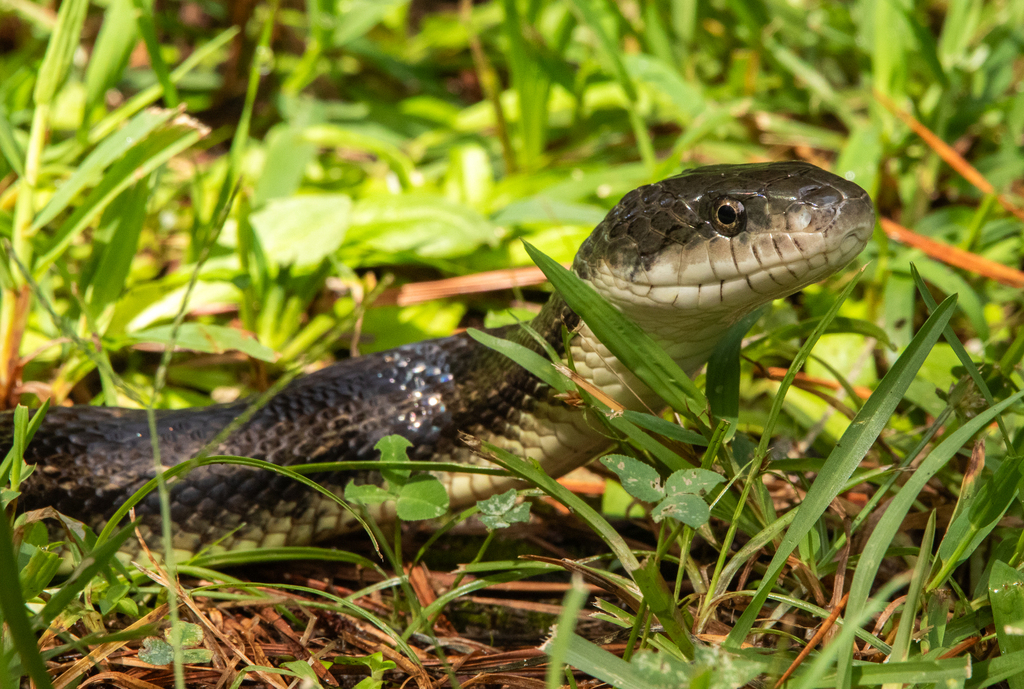 Eastern Ratsnake from Dare County, NC, USA on September 18, 2024 at 12: ...
