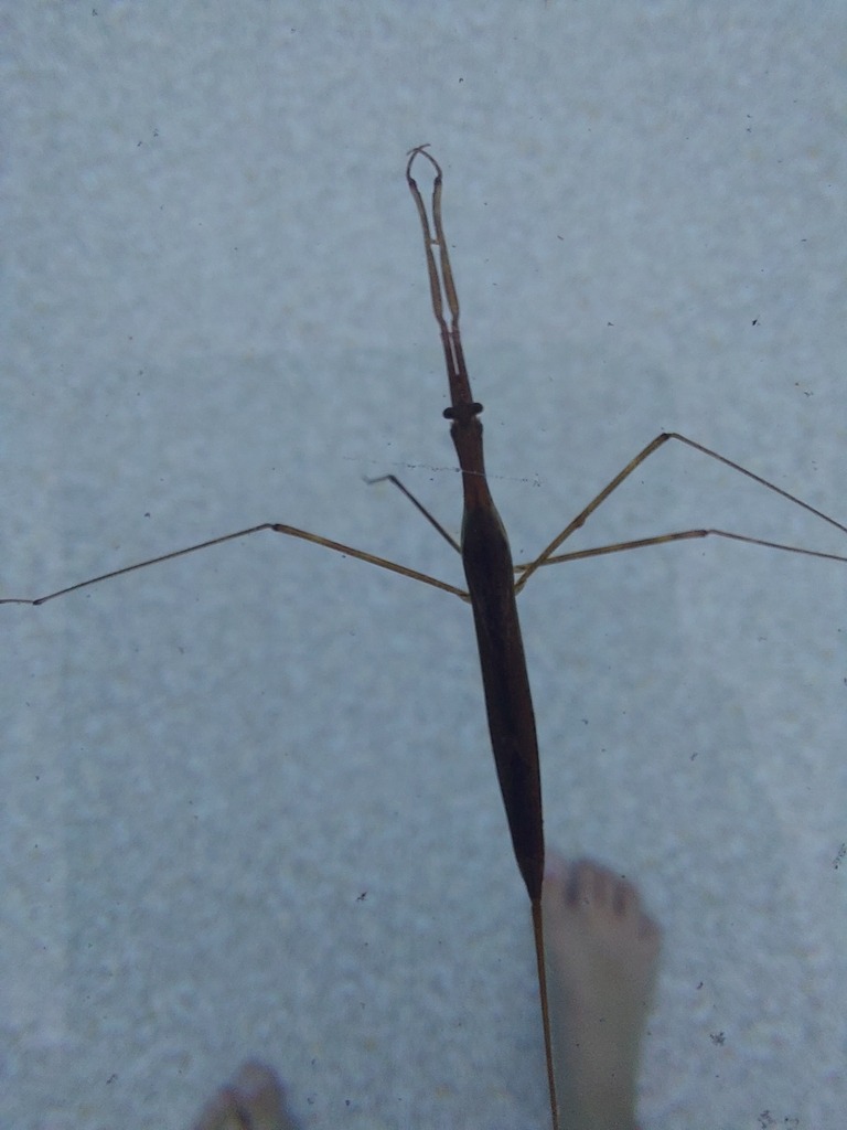 Brown Waterscorpion from Kingston, ON K7K 3L9, Canada on September 18 ...
