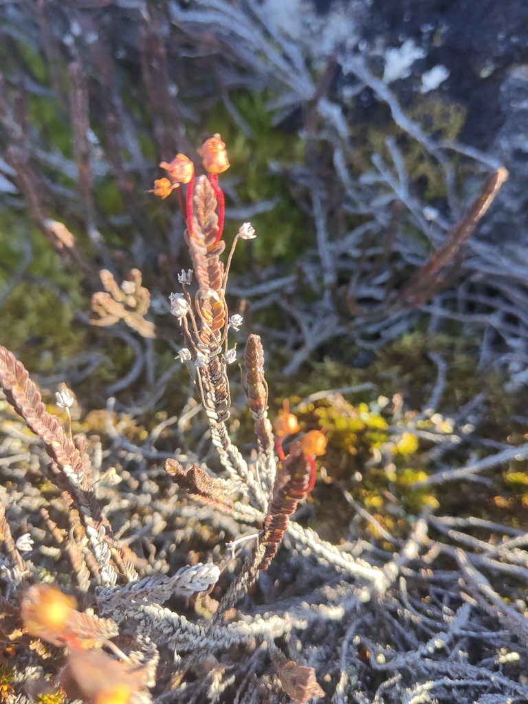 Arctic bell-heather from Sermersooq Municipality, Greenland on ...