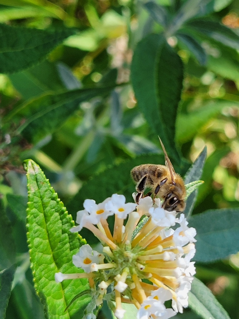 Western Honey Bee from Sault Ste. Marie, ON P6A 4N5, Canada on ...