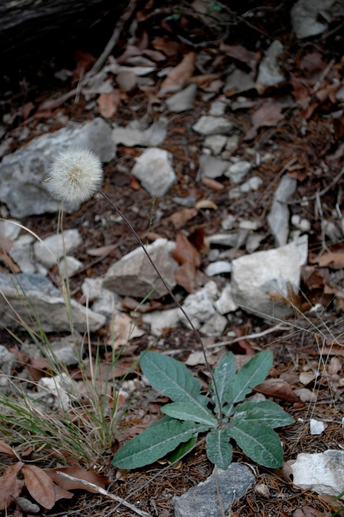 Silver puff (Boerne Area Plants) · iNaturalist Mexico