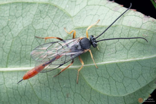Género Scenocharops · iNaturalist Mexico