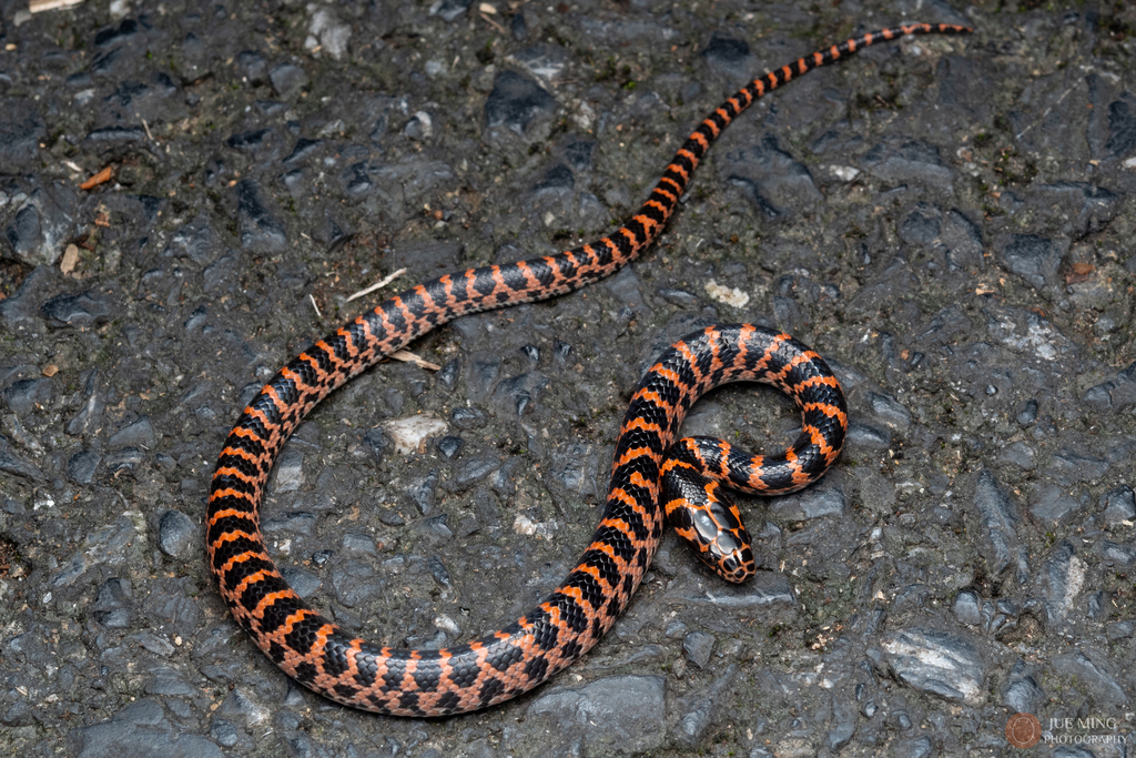 Red-banded Snake from 中国浙江省杭州市临安区 on September 18, 2024 at 08:40 PM by ...