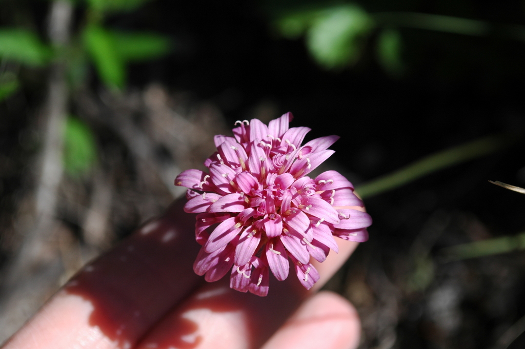 Desert peony (Boerne Area Plants) · iNaturalist Mexico