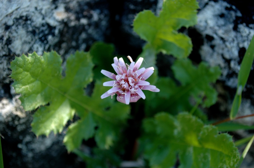 Desert peony (Boerne Area Plants) · iNaturalist Mexico