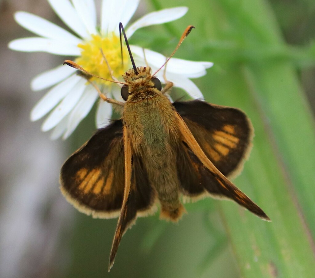 Peck's Skipper from Wood, Iowa City, IA 52240, USA on September 15 ...