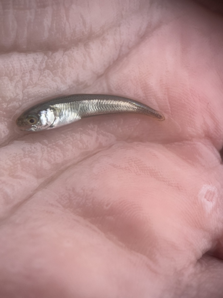 Urophycis from Shinnecock Bay, Southampton, NY, US on September 18 ...