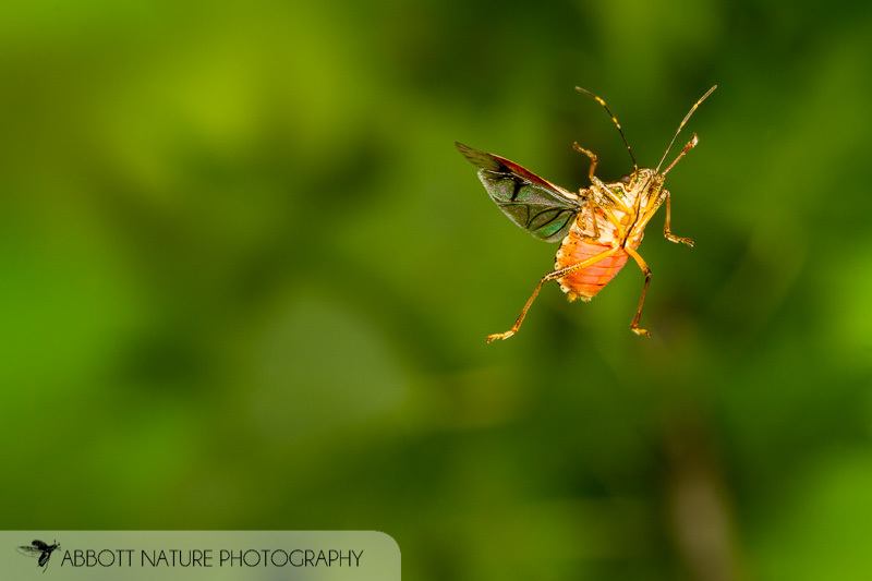 Brown Marmorated Stink Bug from Alabama, United States on July 17, 2016 ...